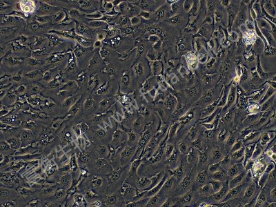 人胰腺癌细胞；PANC 05.04 (STR) - 上海富衡生物科技有限公司