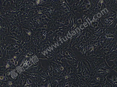 人结直肠腺癌上皮细胞；DLD-1(STR) - 上海富衡生物科技有限公司