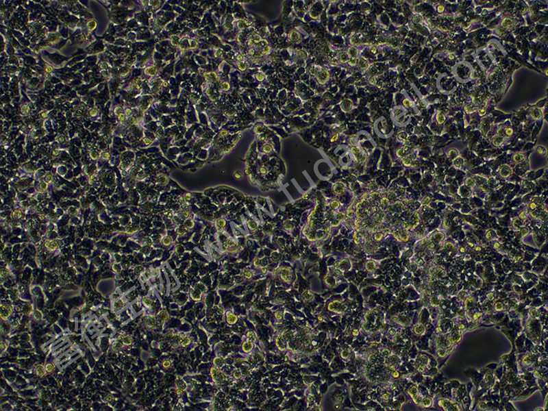人肝癌细胞；HepG2(STR) - 上海富衡生物科技有限公司