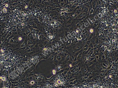 人胰腺癌细胞；HPAC(STR) - 上海富衡生物科技有限公司