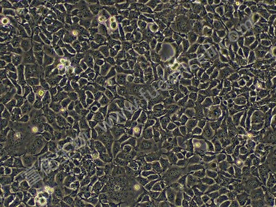 人胚肾细胞；AD293 (STR) - 上海富衡生物科技有限公司