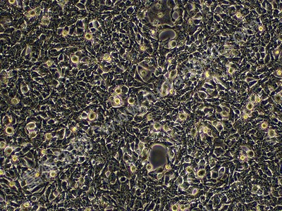 表达SV40T抗原人胚肾上皮细胞；293FT(STR) - 上海富衡生物科技有限公司