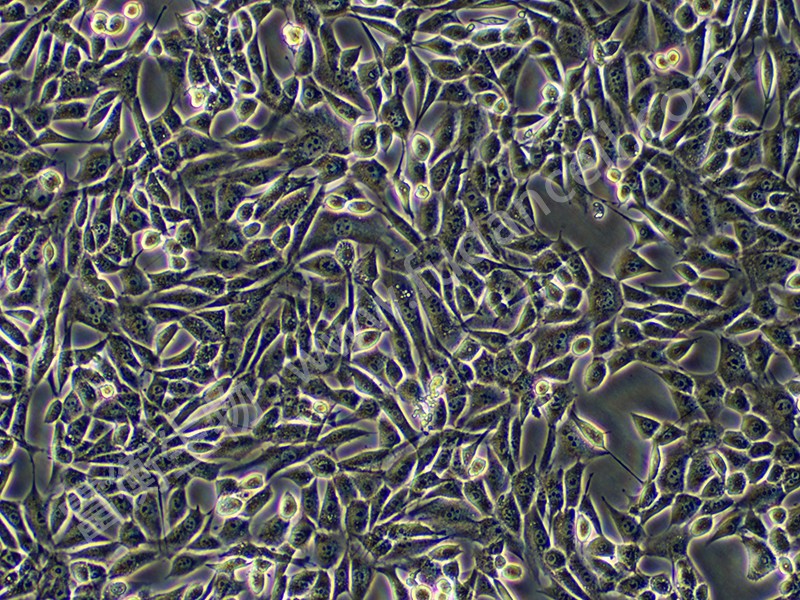 小鼠胚胎成纤维细胞；NIH/3T3(DM)(STR) - 上海富衡生物科技有限公司