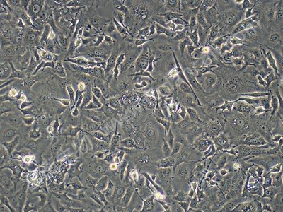 人乳腺癌细胞；MDA-MB-157(STR) - 上海富衡生物科技有限公司