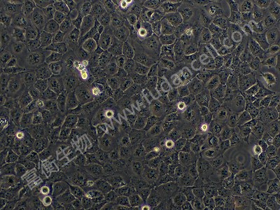 人晶体上皮细胞；SRA01/04(STR) - 上海富衡生物科技有限公司