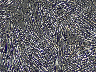 人胚肺成纤维细胞；MRC-5(STR) - 上海富衡生物科技有限公司