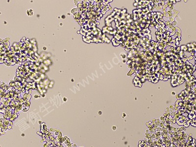 人小细胞肺癌细胞；NCI-H82[H82] - 上海富衡生物科技有限公司