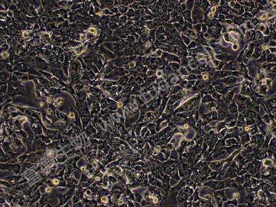 小鼠肝癌细胞；Hepa 1-6(STR) - 上海富衡生物科技有限公司