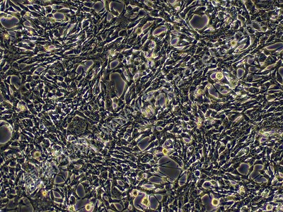 小鼠小脑星形胶质细胞；C8-D1A(STR) - 上海富衡生物科技有限公司