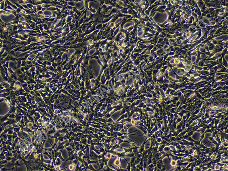 小鼠小脑星形胶质细胞；C8-D1A(STR) - 上海富衡生物科技有限公司