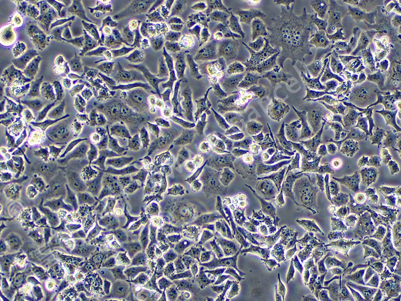 人小细胞肺癌细胞；DMS 114(STR) - 上海富衡生物科技有限公司