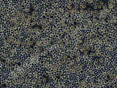 大鼠肺泡Ⅱ型细胞；RLE-6TN - 上海富衡生物科技有限公司