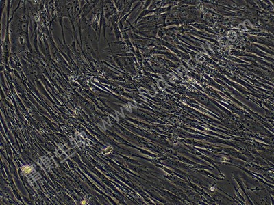 人皮肤成纤维；HFF-1 (STR) - 上海富衡生物科技有限公司