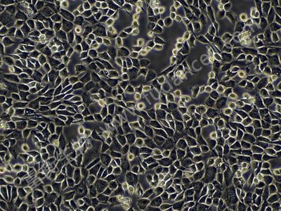 小鼠海马神经元细胞系；HT22(STR) - 上海富衡生物科技有限公司