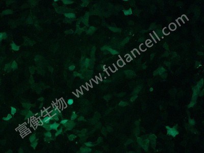小鼠乳腺癌细胞带绿色荧光；4T1/GFP(STR) - 上海富衡生物科技有限公司