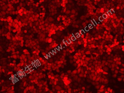 人宫颈癌细胞带红色荧光；HELA/RFP - 上海富衡生物科技有限公司