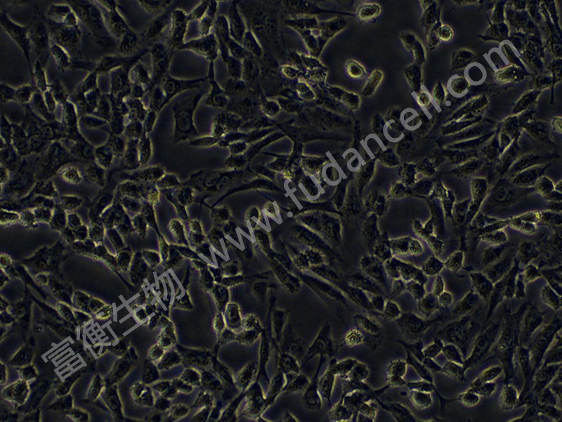 人心肌细胞；AC16 (STR) - 上海富衡生物科技有限公司