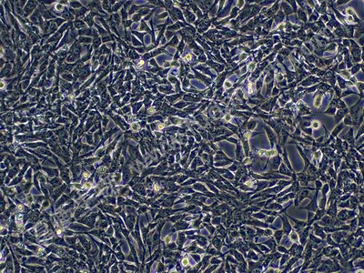 小鼠肾小管上皮细胞；TCMK-1(STR) - 上海富衡生物科技有限公司