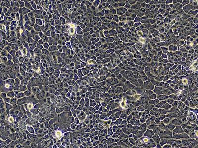 上海富衡生物科技有限公司提供人口腔鳞癌细胞；HSC - 3 (STR) - 上海富衡生物科技有限公司