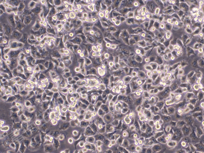 大鼠/小鼠神经元融合细胞；ND7/23 - 上海富衡生物科技有限公司