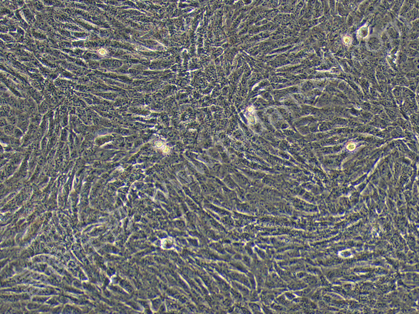 小鼠胰腺癌细胞(B类)；Pan02(STR) - 上海富衡生物科技有限公司