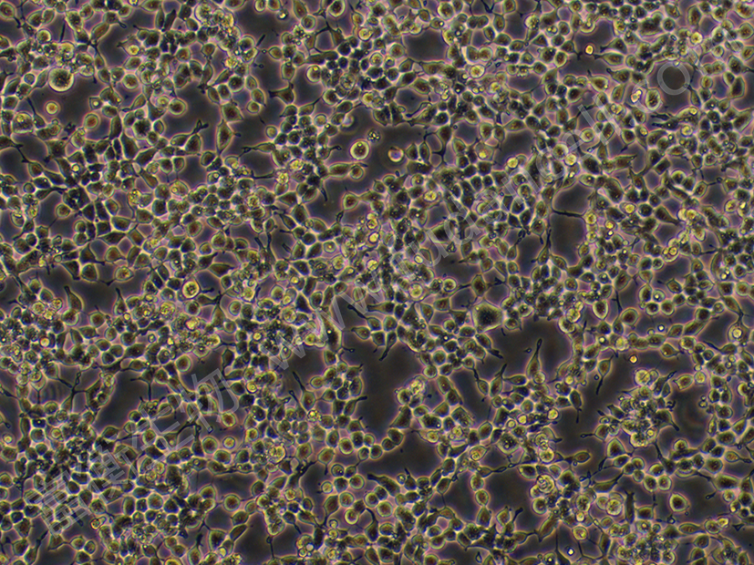 人胚肾细胞；HEK-293A(STR) - 上海富衡生物科技有限公司