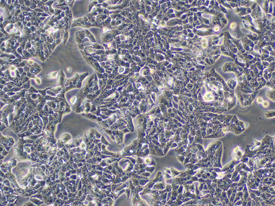 人结肠癌细胞；HT-29(STR) - 上海富衡生物科技有限公司