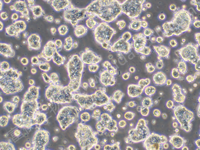 人结肠癌细胞；SW403 - 上海富衡生物科技有限公司