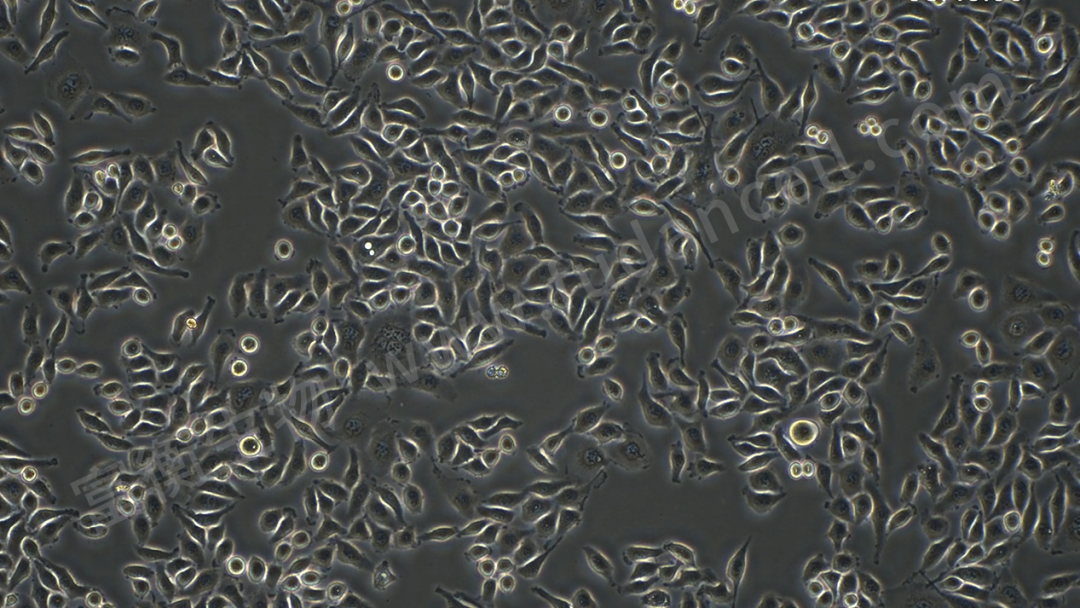 培养皿中的宇宙：人类如何让细胞在体外“逆天改命”?——细胞体外培养历史 | 上海富衡 - 上海富衡生物科技有限公司