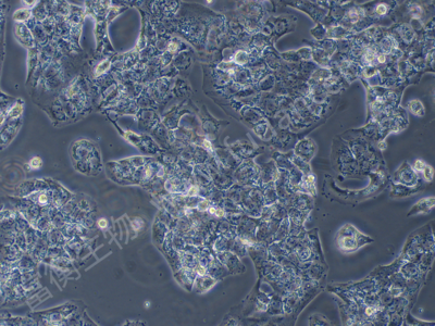 人乳腺癌细胞；HCC1569(STR) - 上海富衡生物科技有限公司