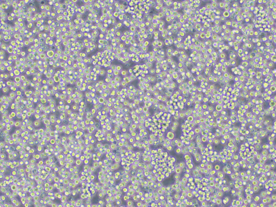 小鼠T淋巴细胞；CTLL-2(STR) - 上海富衡生物科技有限公司