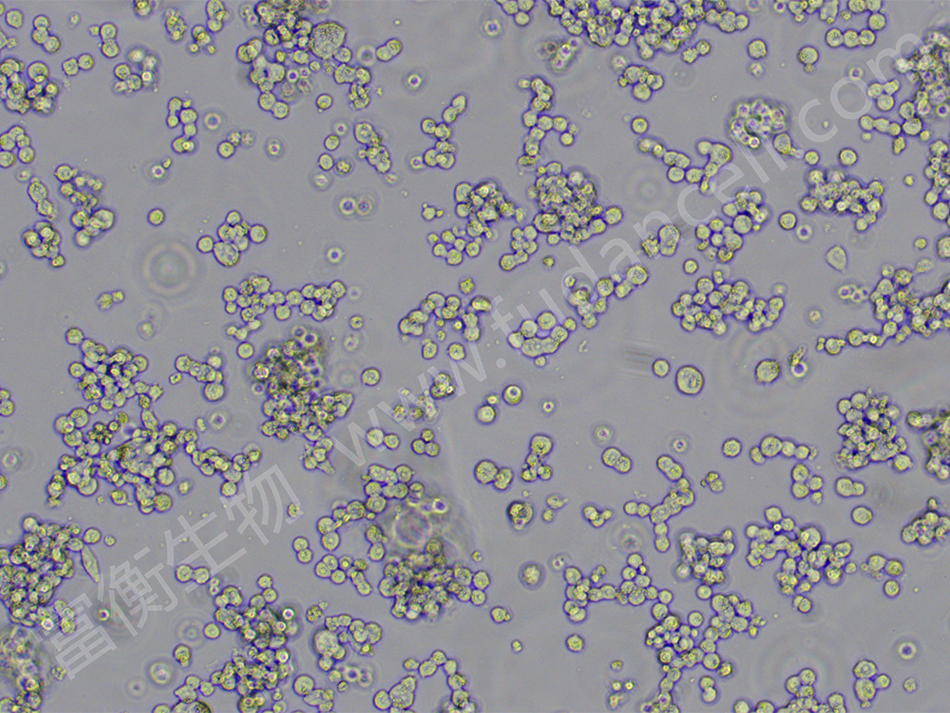 人结直肠腺癌细胞；COLO320DM(STR) - 上海富衡生物科技有限公司