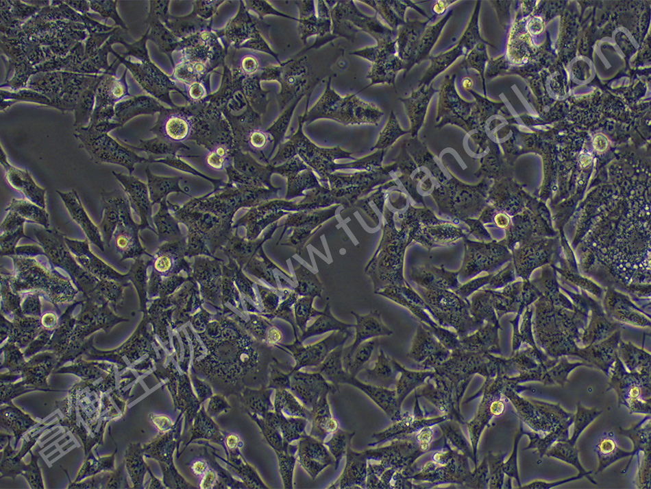 小鼠胶质瘤细胞；GL261(STR) - 上海富衡生物科技有限公司