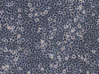 高转移人肝癌细胞带荧光素酶；HCCLM3/LUC(STR) - 上海富衡生物科技有限公司