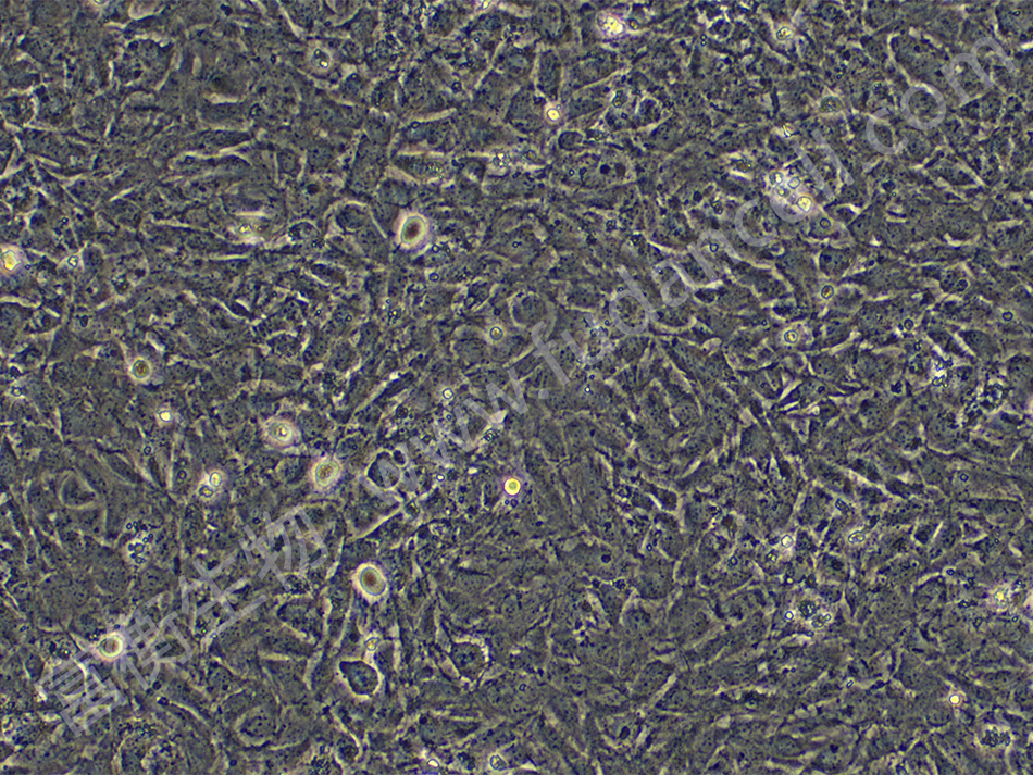永生化小鼠骨髓巨噬细胞 - 上海富衡生物科技有限公司