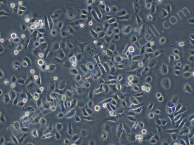 人支气管上皮样细胞；16HBE HBE135-E6E7[ATCC® CRL-2741](STR) - 上海富衡生物科技有限公司