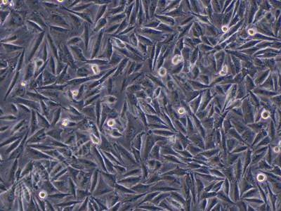 人脑髓母细胞瘤细胞带荧光素酶；LN-229/LUC(STR) - 上海富衡生物科技有限公司