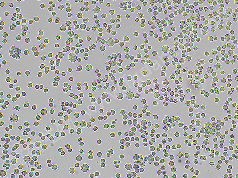 中国仓鼠卵巢细胞(悬浮）；ExpiCHO - 上海富衡生物科技有限公司