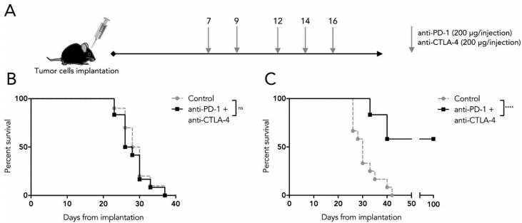 GL261细胞技术指南：特性、培养难点与解决方案 | 上海富衡 - 上海富衡生物科技有限公司