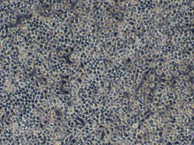 大鼠胰岛素瘤细胞；RIN-14B(种属鉴定) - 上海富衡生物科技有限公司