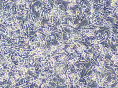 小鼠乳腺癌细胞；E0771(STR) - 上海富衡生物科技有限公司