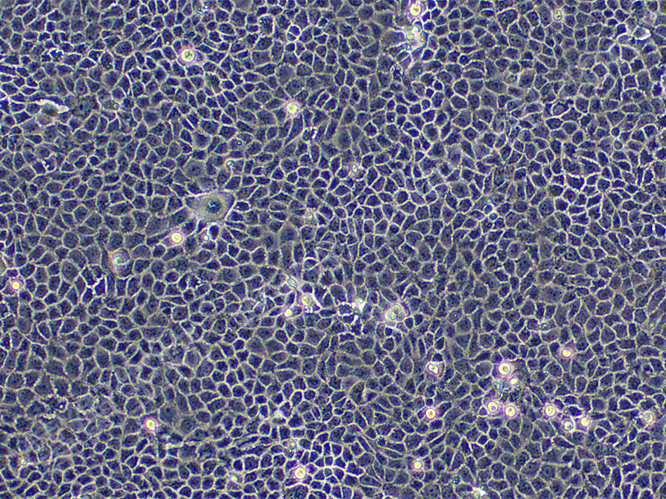 犬肾细胞；MDCK-II - 上海富衡生物科技有限公司