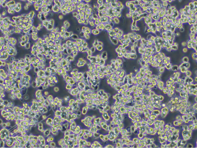 人结直肠癌细胞；LS513 (STR) - 上海富衡生物科技有限公司