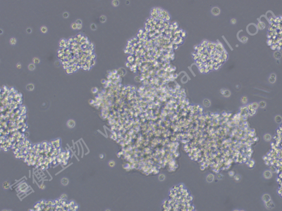 人小细胞肺癌细胞带荧光素酶；SHP-77/LUC(STR) - 上海富衡生物科技有限公司
