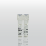 人正常前列腺上皮细胞；RWPE-1(STR) - 上海富衡生物科技有限公司