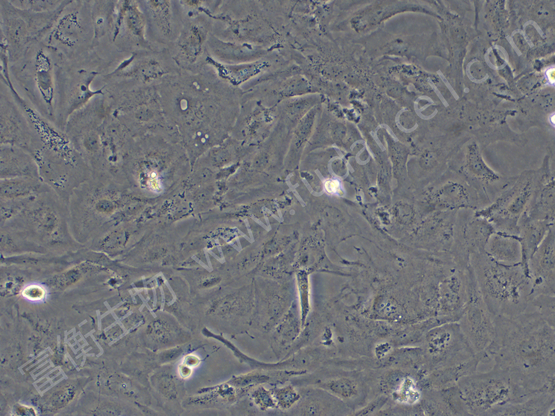 人小细胞肺癌细胞；NCI-H196 - 上海富衡生物科技有限公司