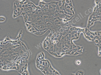 人非小细胞肺癌细胞；NCI-H2444(STR) - 上海富衡生物科技有限公司