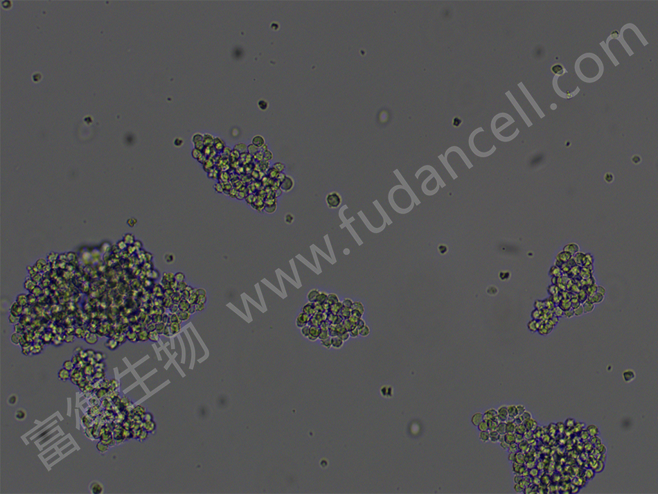 人小细胞肺癌细胞；SHP-77(STR) - 上海富衡生物科技有限公司