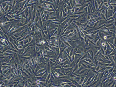 人脑髓母细胞瘤细胞；LN-229(STR) - 上海富衡生物科技有限公司