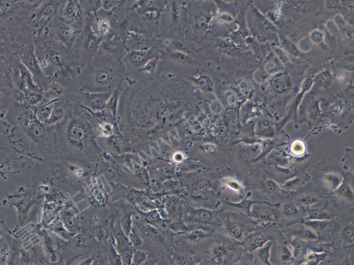 人乳腺癌细胞；HS 578T(STR) - 上海富衡生物科技有限公司